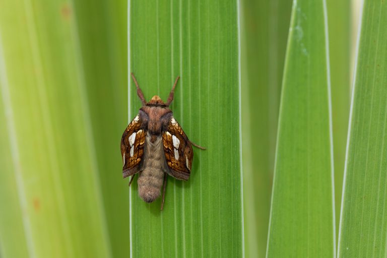 How to Photograph Dragonfly Emergence | Nature TTL
