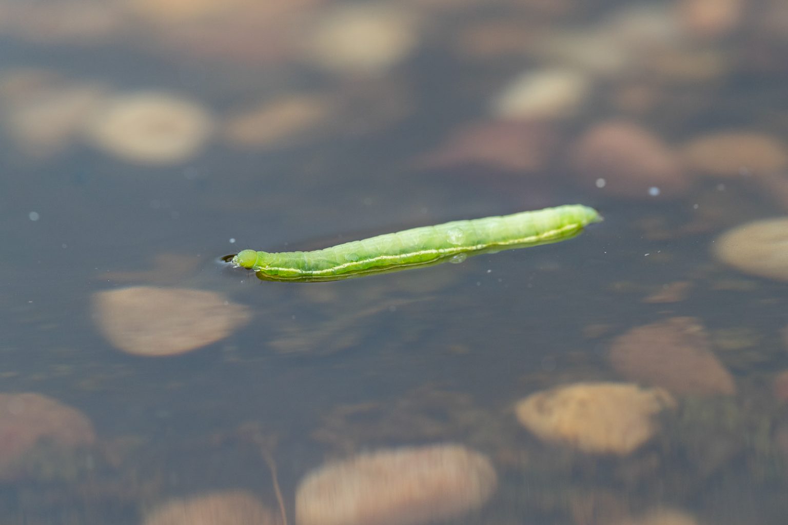How to Photograph Dragonfly Emergence | Nature TTL