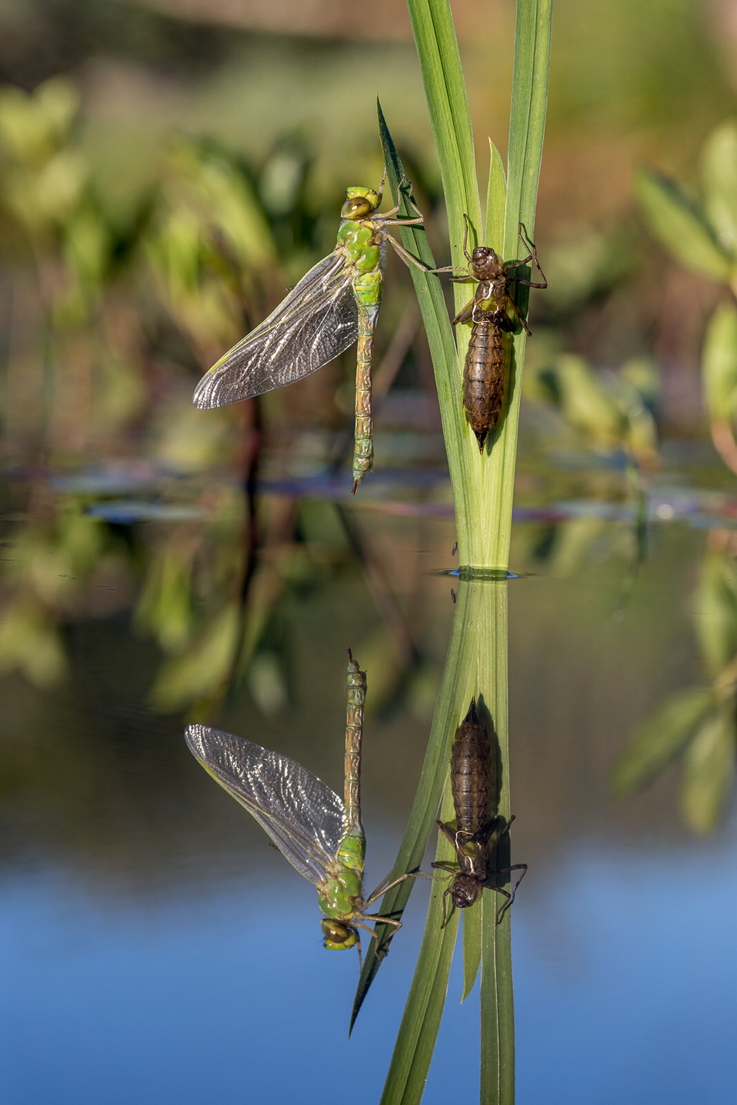 How to Photograph Dragonfly Emergence - Nature TTL