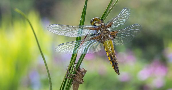 How to Photograph Dragonfly Emergence - Nature TTL