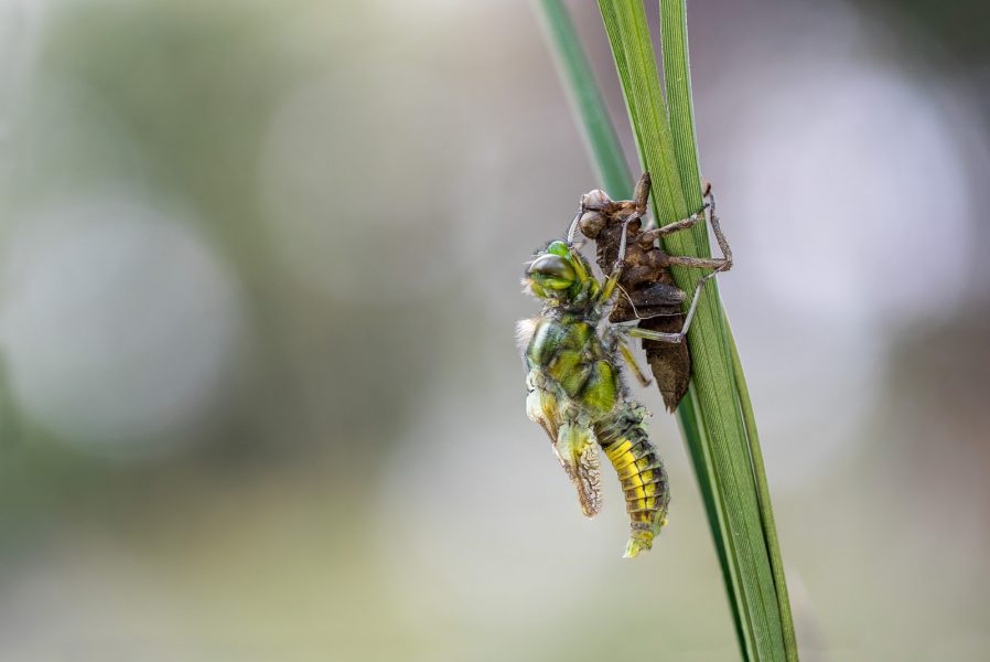 How to Photograph Dragonfly Emergence - Nature TTL