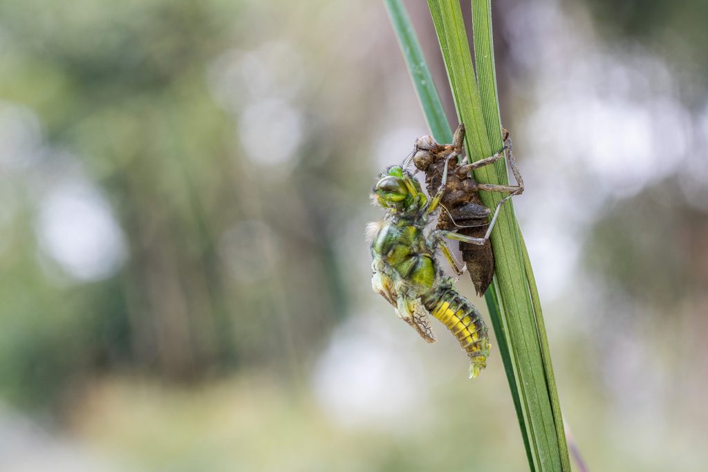 How to Photograph Dragonfly Emergence - Nature TTL