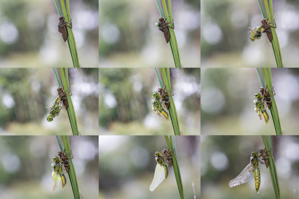 How to Photograph Dragonfly Emergence - Nature TTL