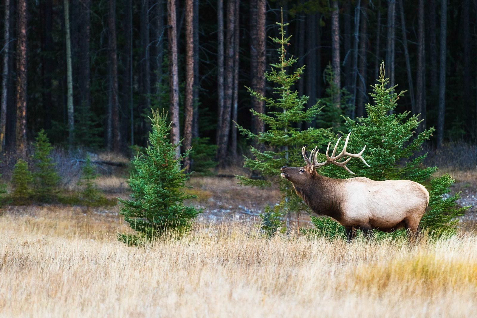 How to Photograph Wildlife in Banff National Park, Canada - Nature TTL