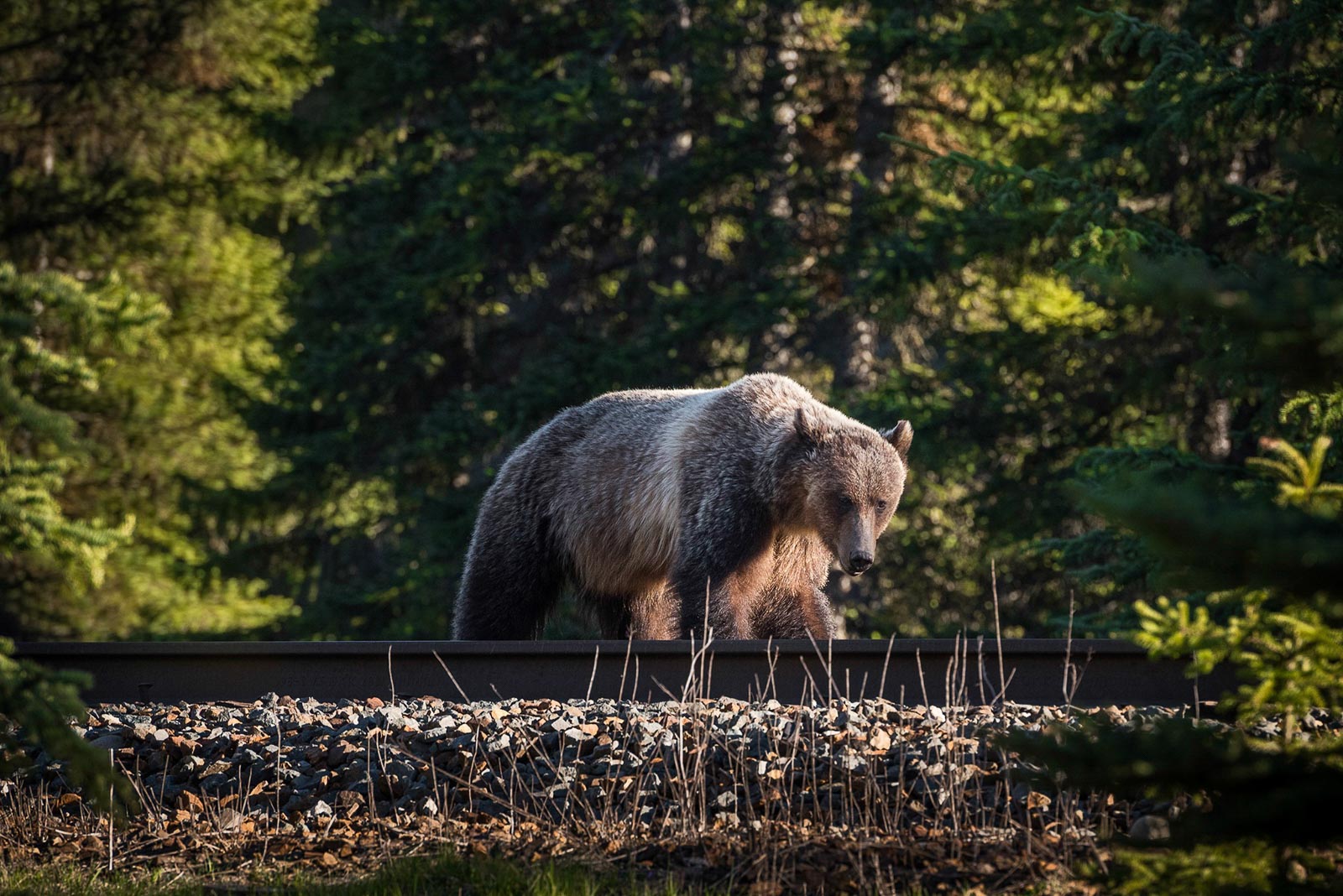 A Guide to Photographing Wildlife in Banff, Canada | Nature TTL