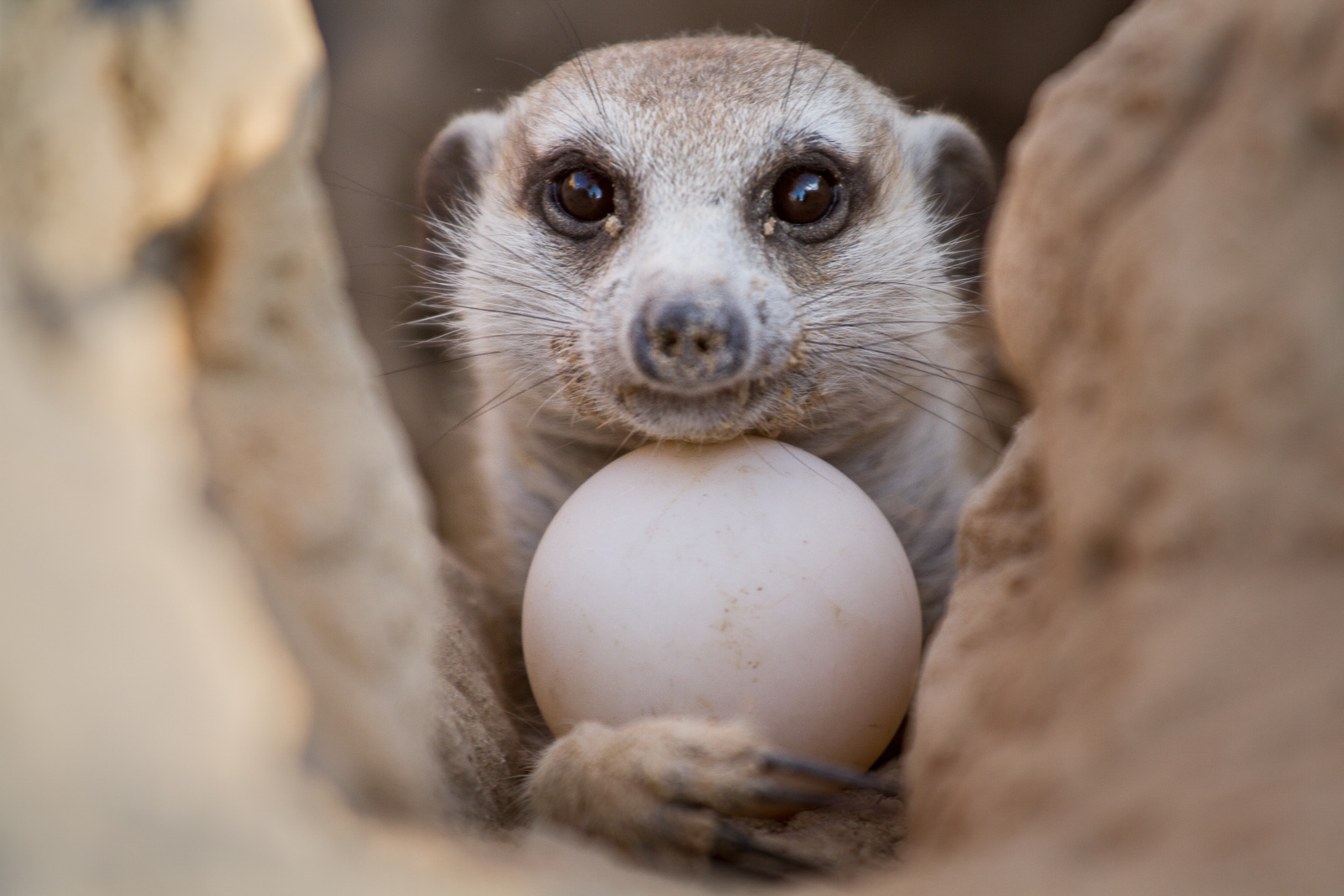 How to Photograph Meerkats - Nature TTL