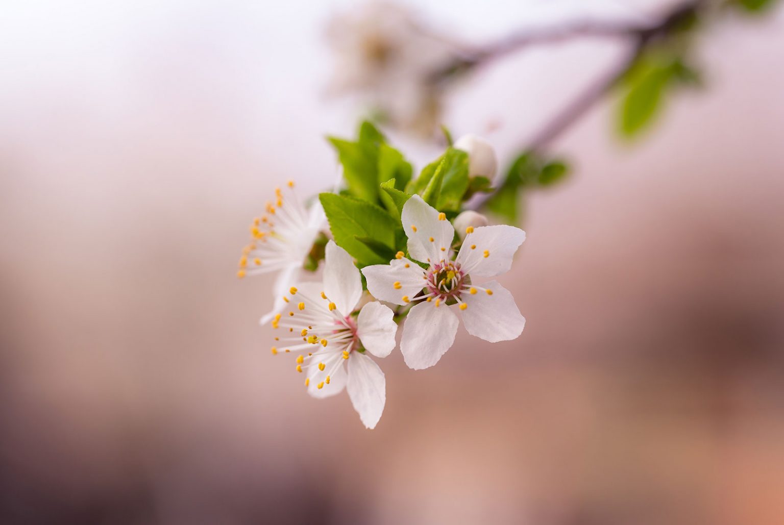 Weekly Photography Assignment: Signs of Spring - Nature TTL