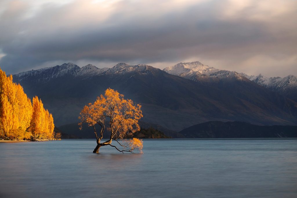 Branches Cut From Famous Wanaka Tree in New Zealand - Nature TTL