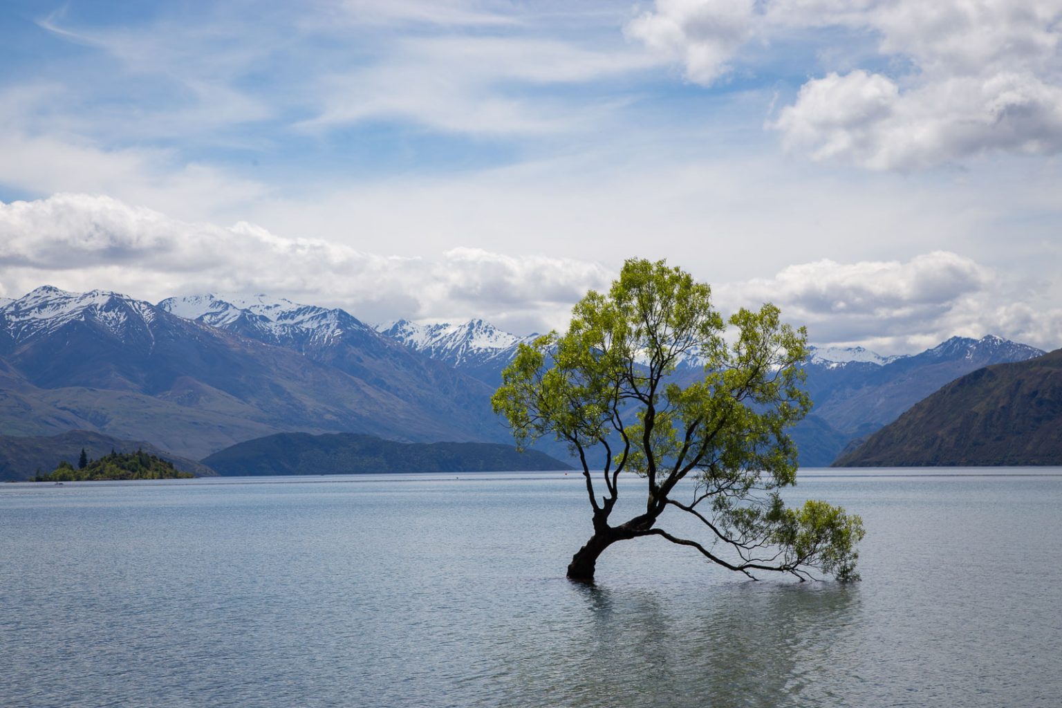 Branches Cut From Famous Wanaka Tree in New Zealand - Nature TTL