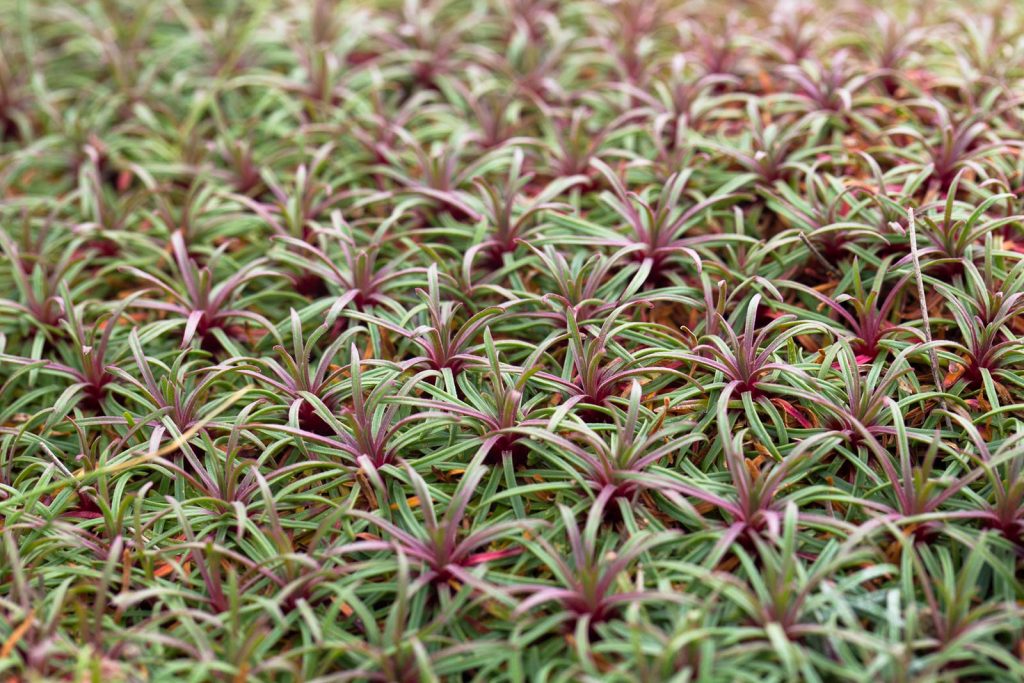 How to Photograph Spring Coastal Flowers in the UK | Nature TTL