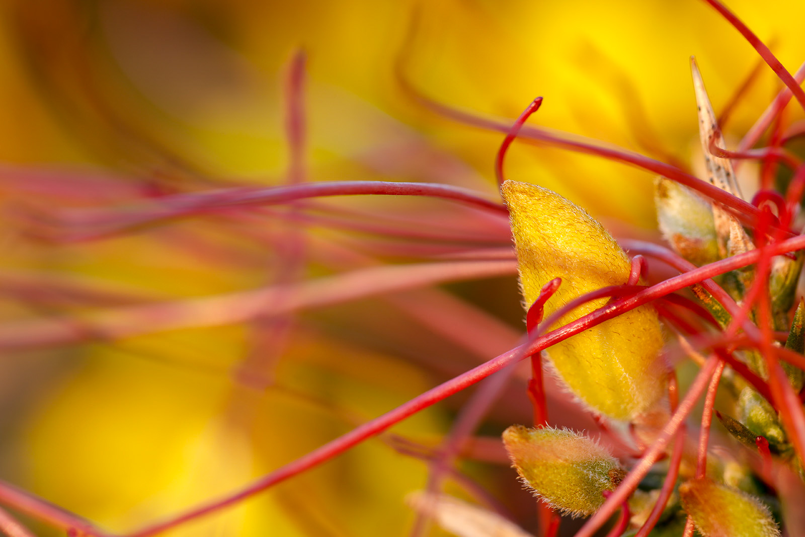 How to Photograph Spring Coastal Flowers in the UK | Nature TTL