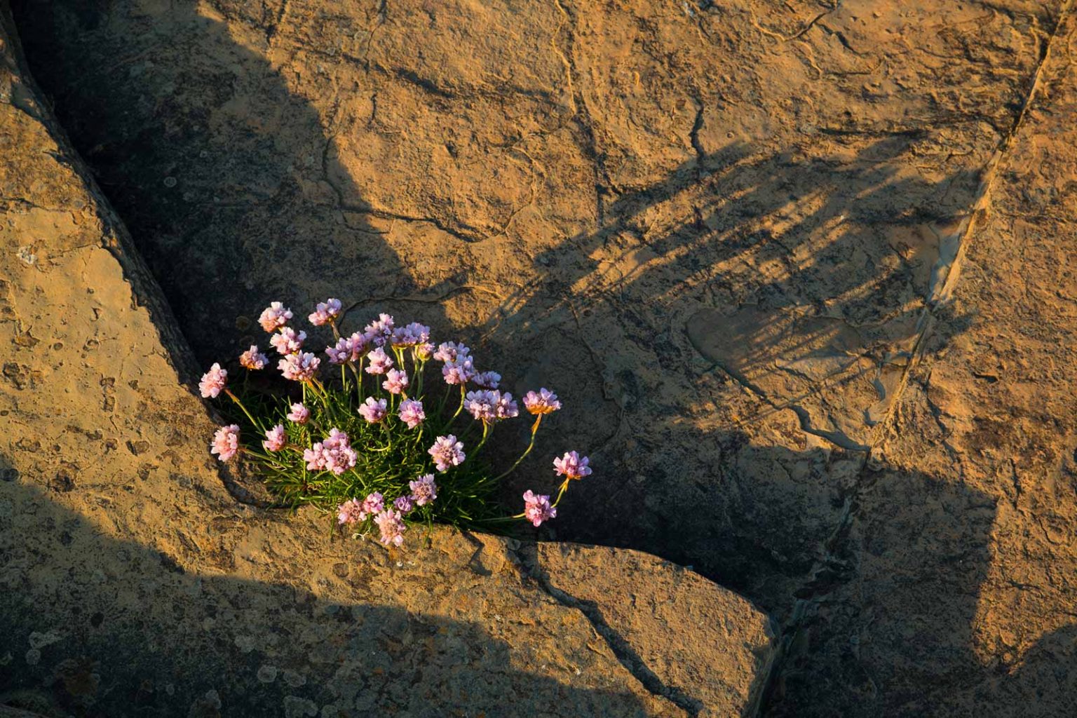 How to Photograph Spring Coastal Flowers in the UK | Nature TTL