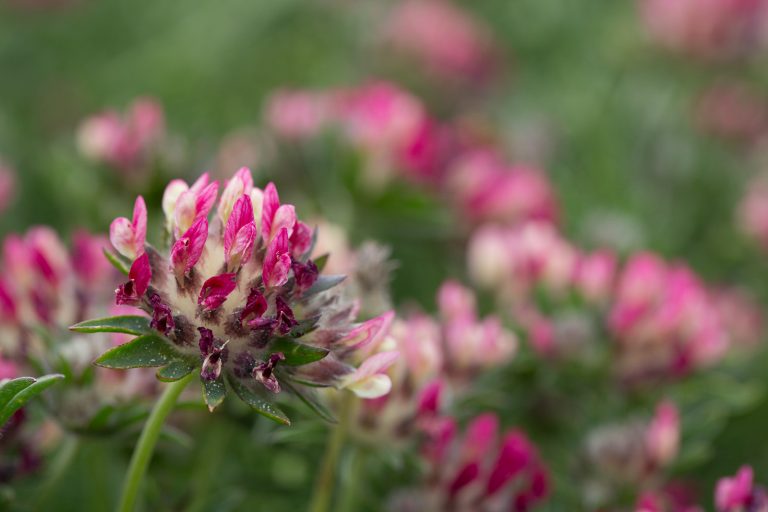 How to Photograph Spring Coastal Flowers in the UK - Nature TTL
