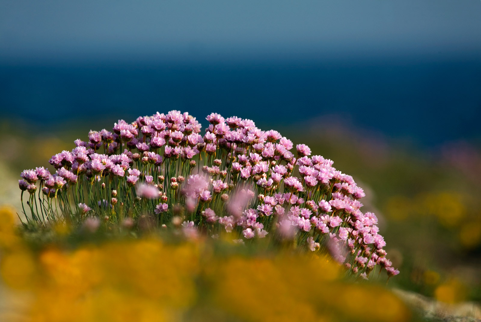 How to Photograph Spring Coastal Flowers in the UK - Nature TTL