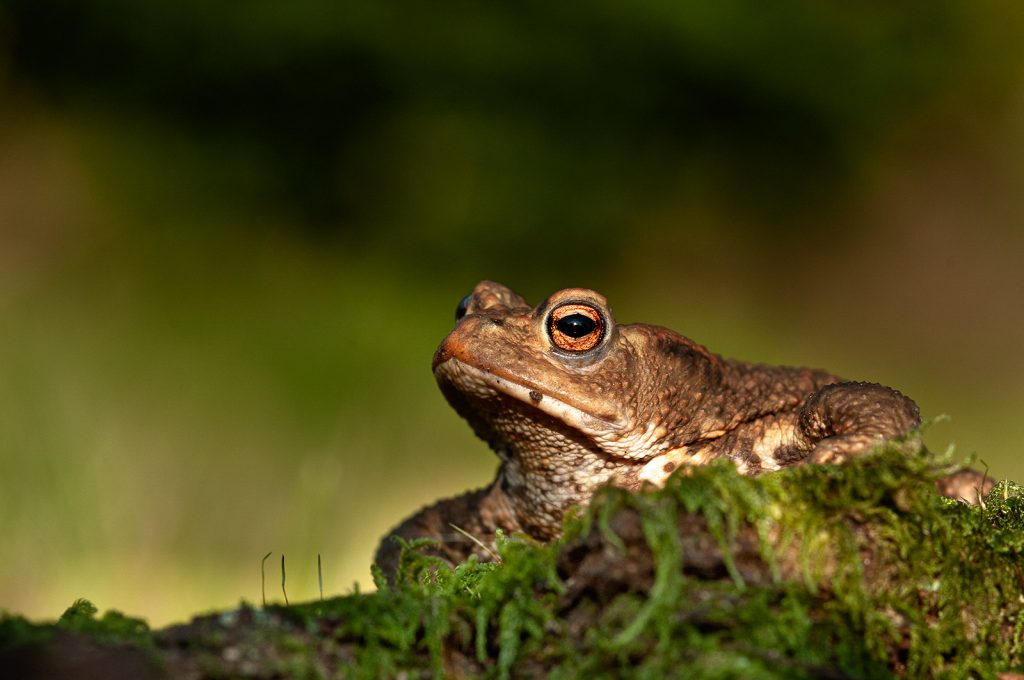 Ideas for Garden Nature and Wildlife Photography | Nature TTL