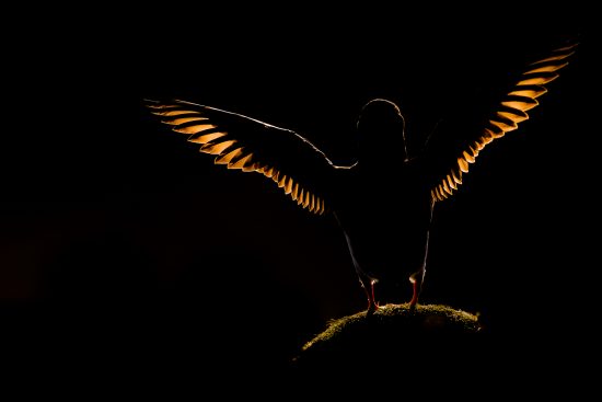 Backlighting in Wildlife Photography: Creative Use of Light - Nature TTL