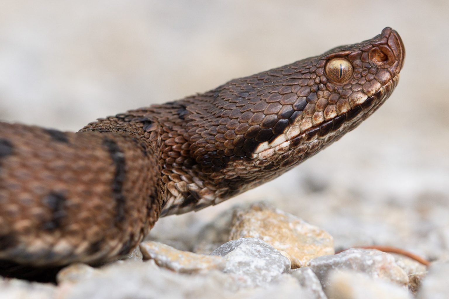How to Photograph Snakes - Nature TTL