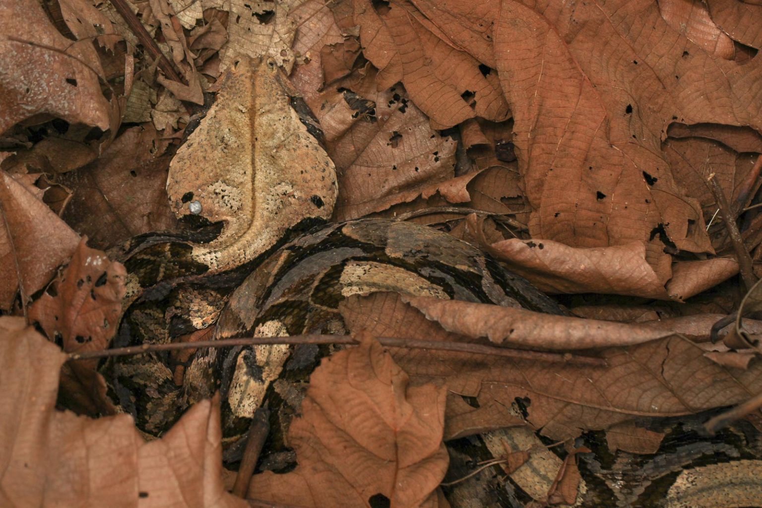 How to Photograph Snakes - Nature TTL