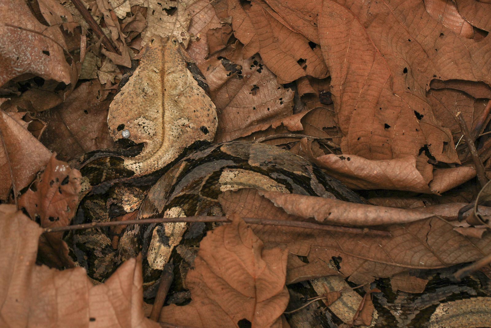 How to Photograph Snakes - Nature TTL
