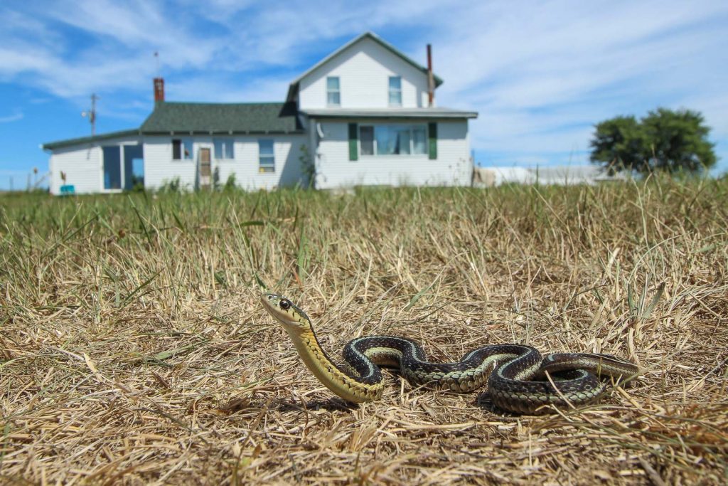 How to Photograph Snakes | Nature TTL