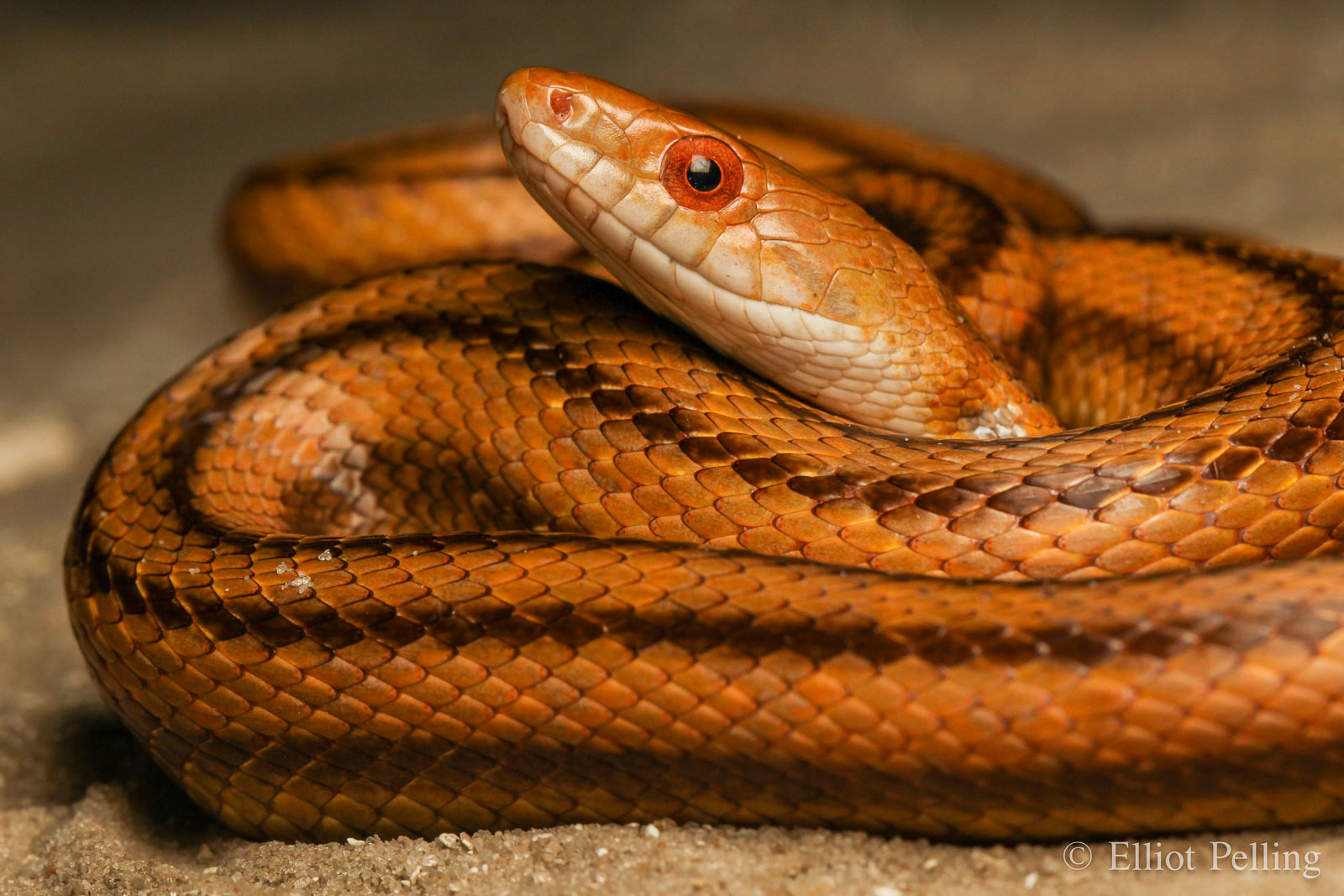 How to Photograph Snakes | Nature TTL