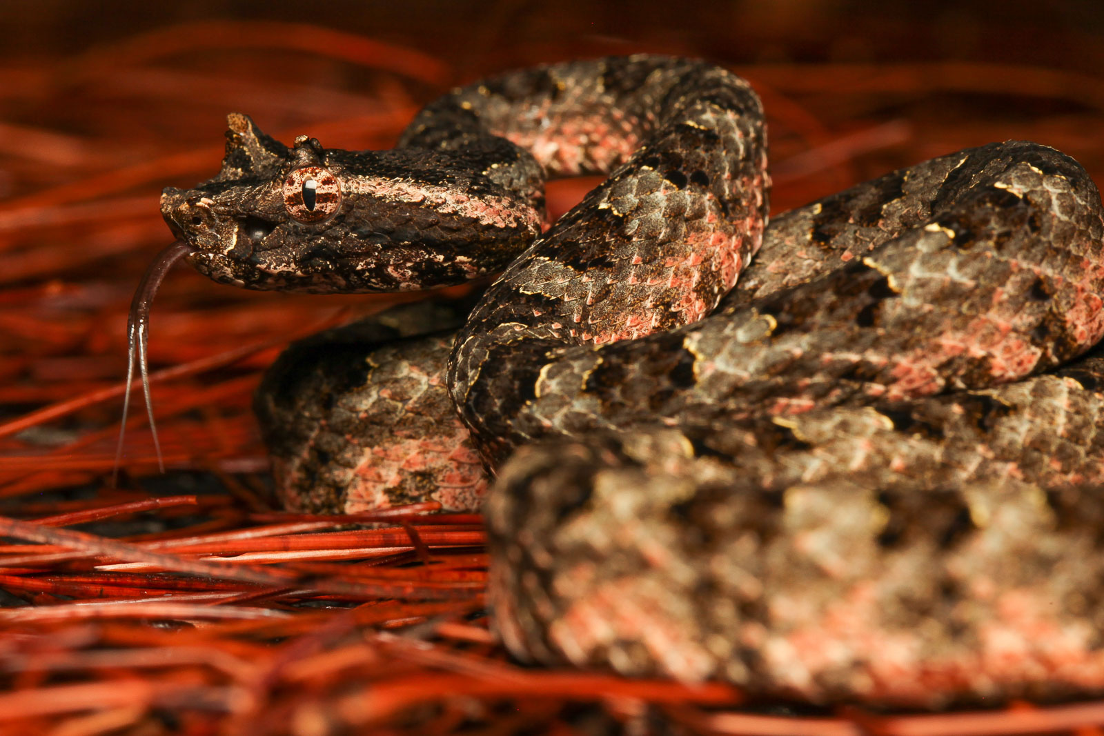 How to Photograph Snakes - Nature TTL