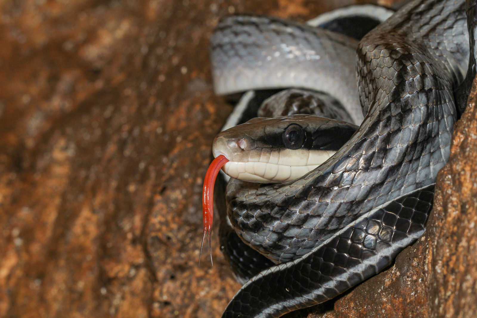 How to Photograph Snakes | Nature TTL