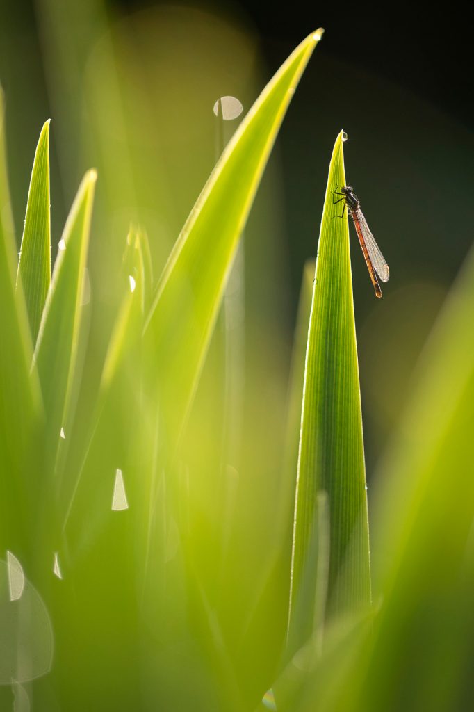 How to Photograph Pond Life - Nature TTL