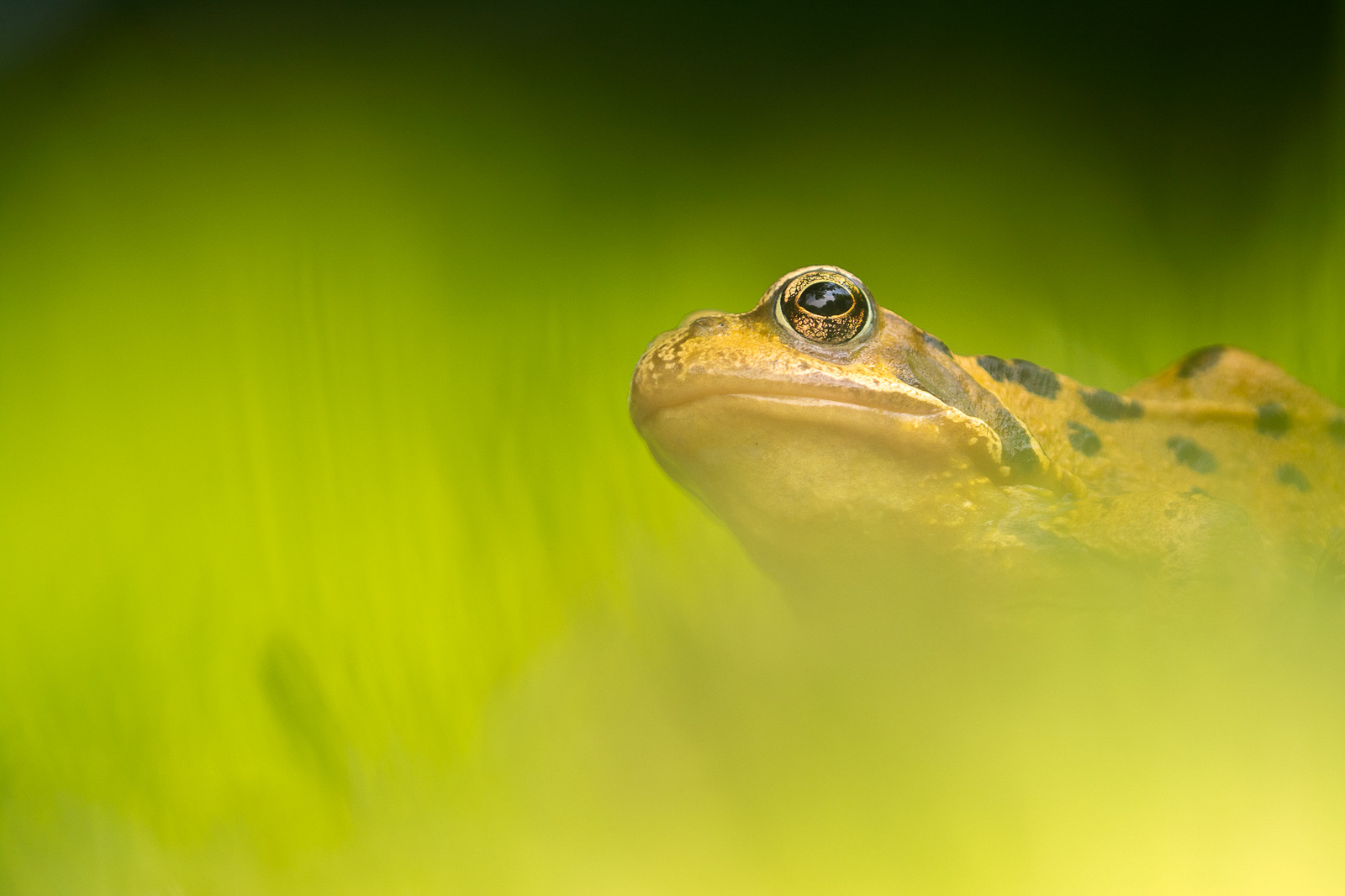 How to Photograph Pond Life - Nature TTL