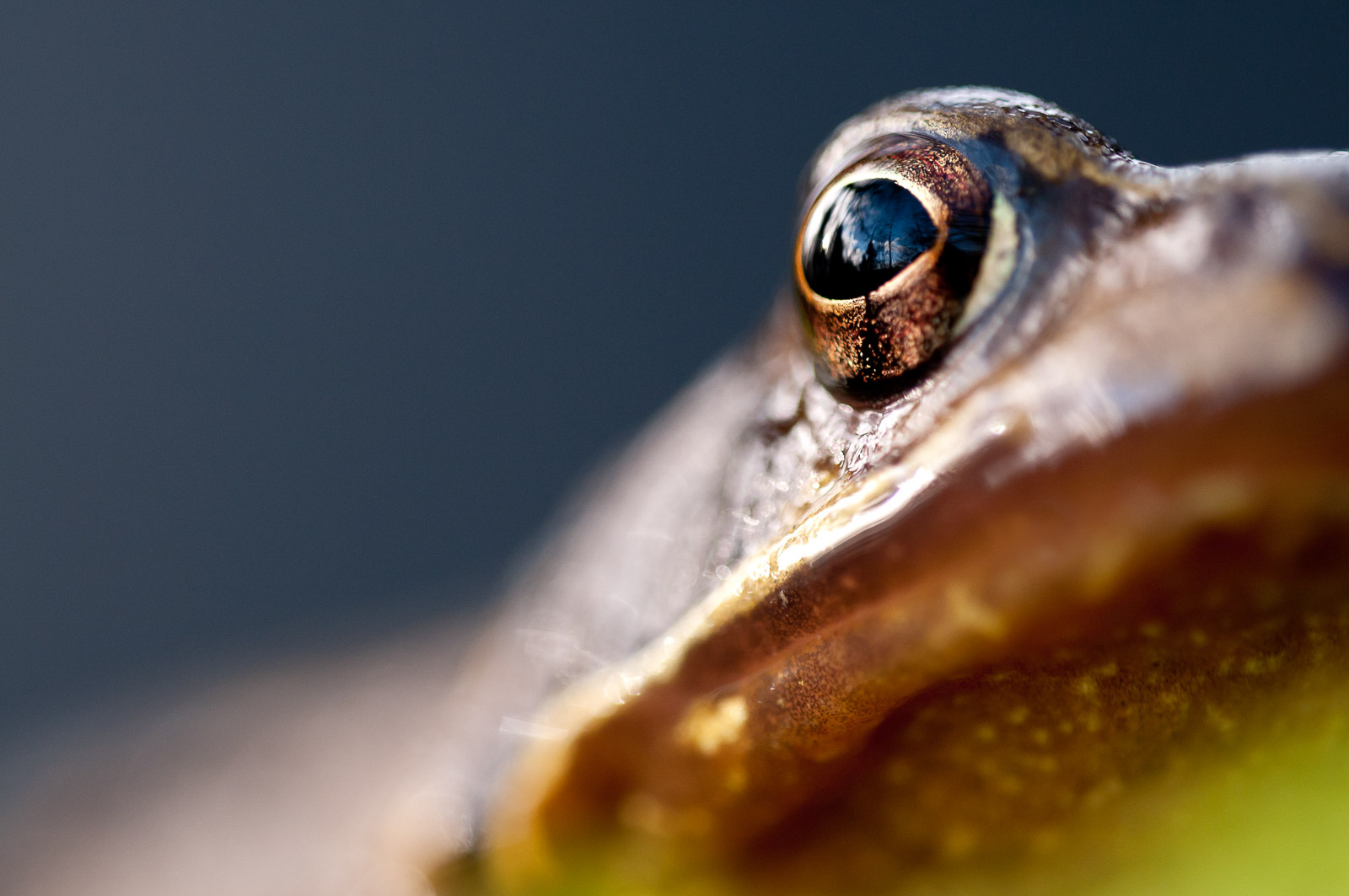 How to Photograph Pond Life - Nature TTL