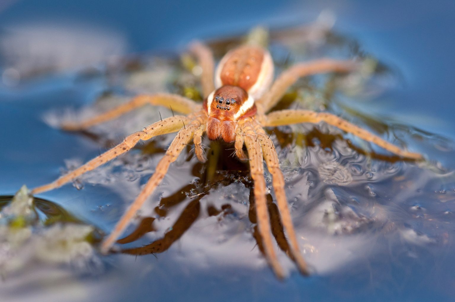 How to Photograph Pond Life | Nature TTL