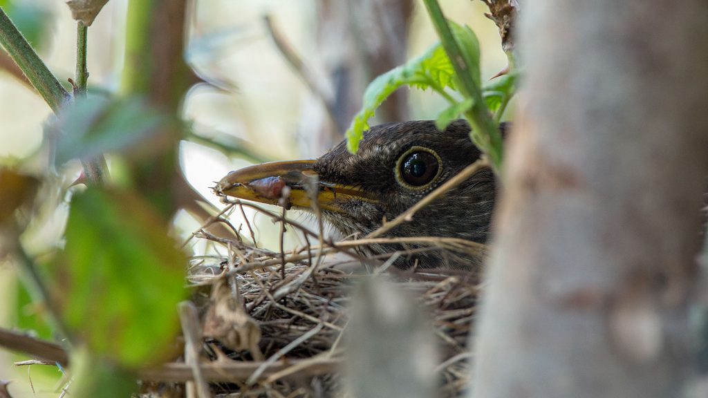 How to Photograph Nesting Birds - Nature TTL