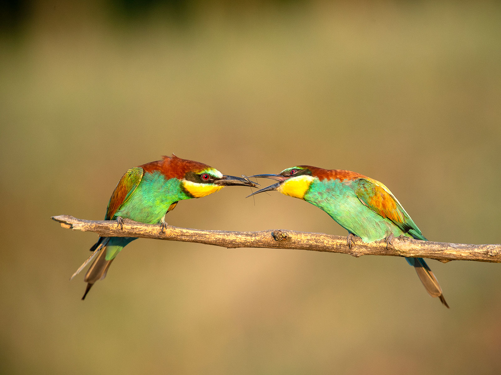 How to Photograph Nesting Birds | Nature TTL