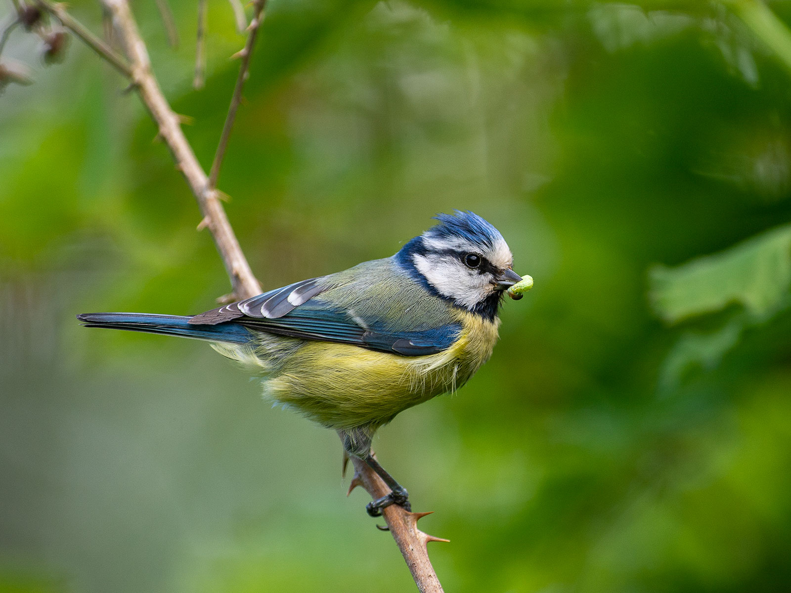 How to Photograph Nesting Birds | Nature TTL