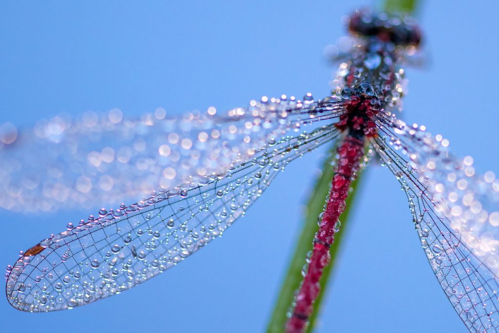 Ross Hoddinott: From Amateur to Professional | Nature TTL