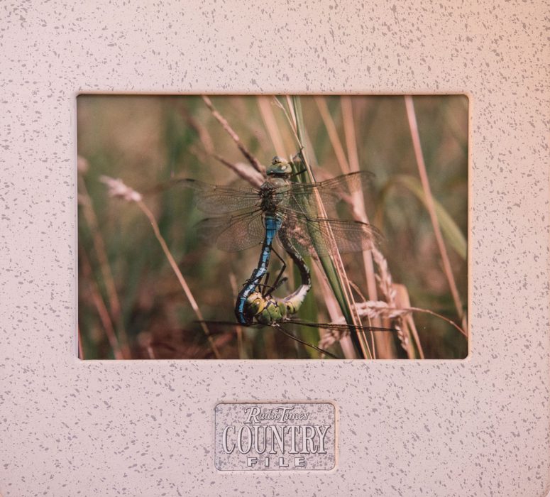 Ross Hoddinott: From Amateur to Professional - Nature TTL