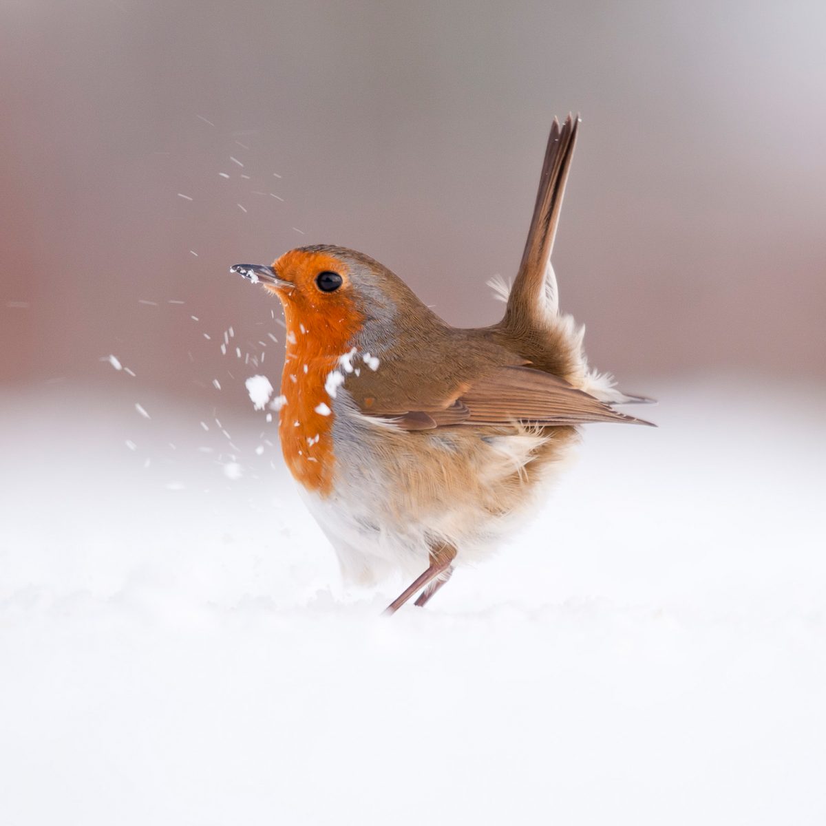 Ross Hoddinott: From Amateur to Professional | Nature TTL