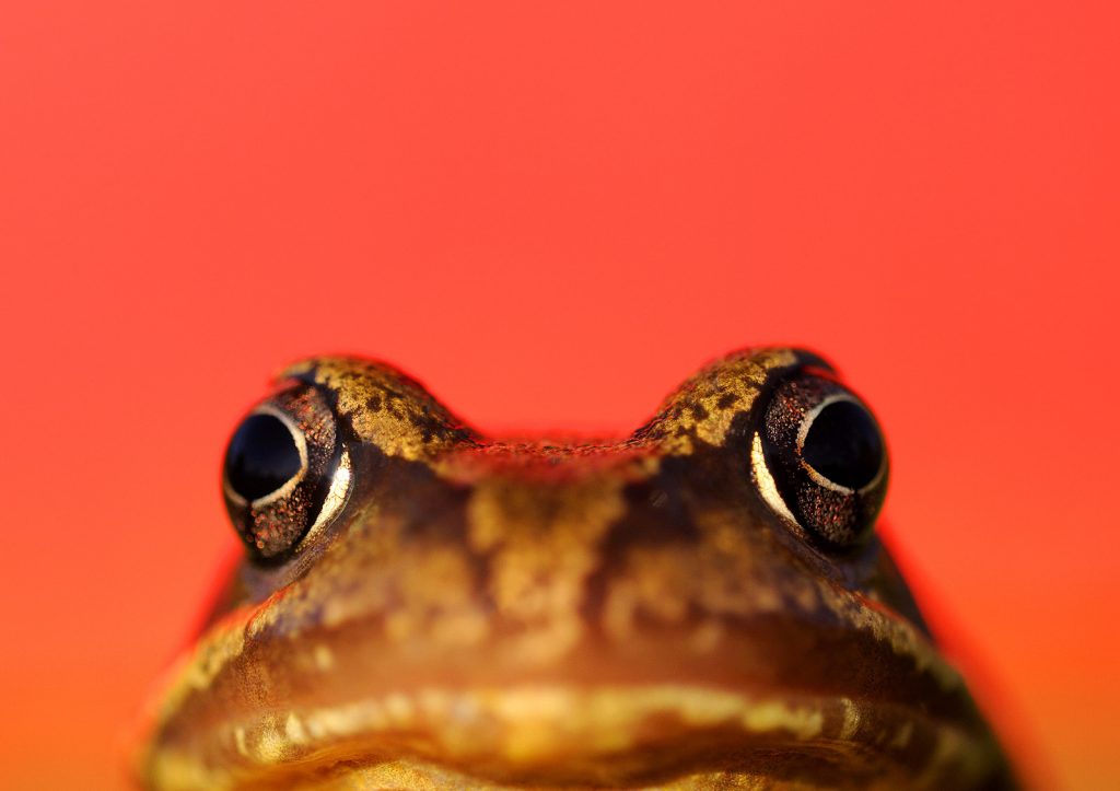 Ross Hoddinott: From Amateur to Professional - Nature TTL