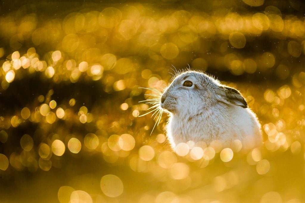 Backlighting in Wildlife Photography: Creative Use of Light | Nature TTL