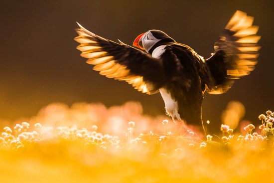 Backlighting in Wildlife Photography: Creative Use of Light | Nature TTL