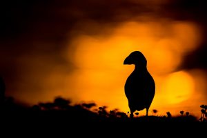 Backlighting in Wildlife Photography: Creative Use of Light - Nature TTL