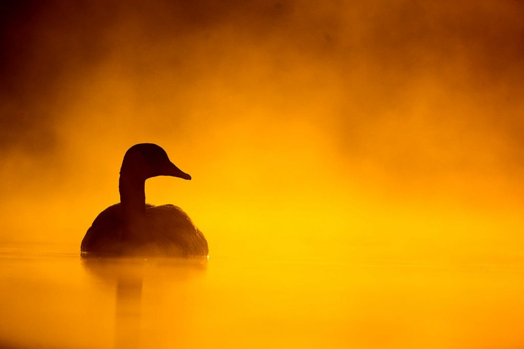 Backlighting in Wildlife Photography: Creative Use of Light - Nature TTL