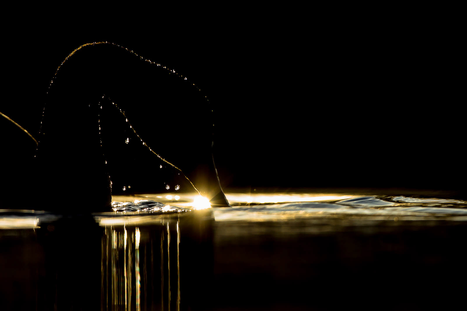 Backlighting in Wildlife Photography: Creative Use of Light - Nature TTL