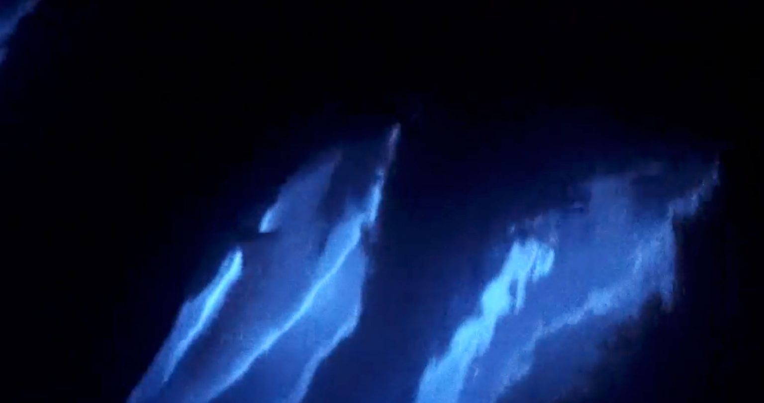 'Glowing' Dolphins Seen Off California's Coast - Nature TTL