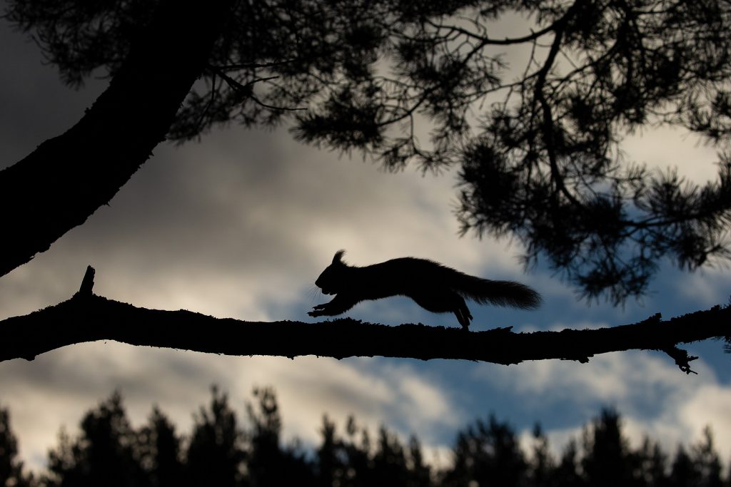 Mark Hamblin: From Amateur to Professional | Nature TTL