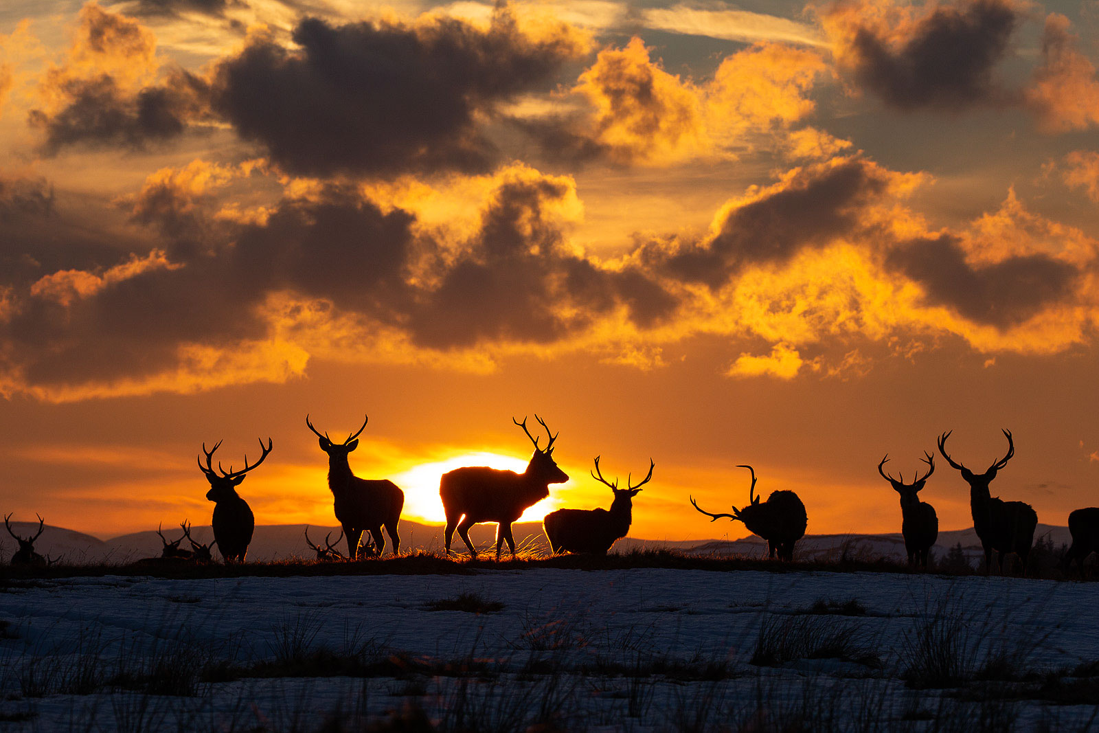 Mark Hamblin: From Amateur to Professional | Nature TTL