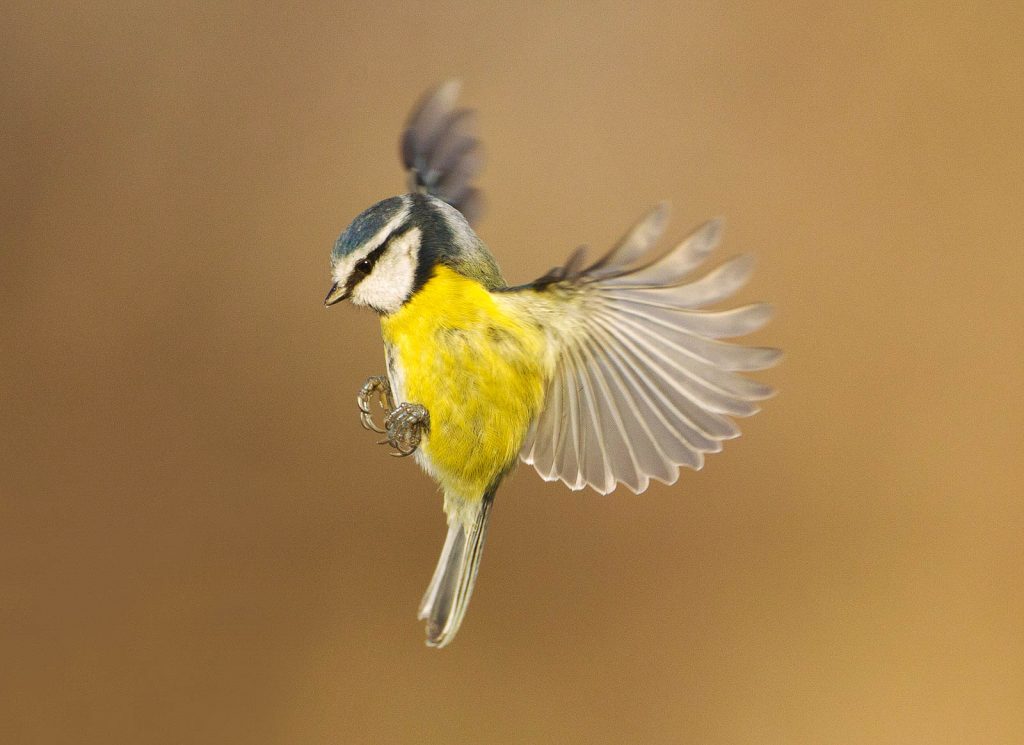 Mark Hamblin: From Amateur to Professional - Nature TTL