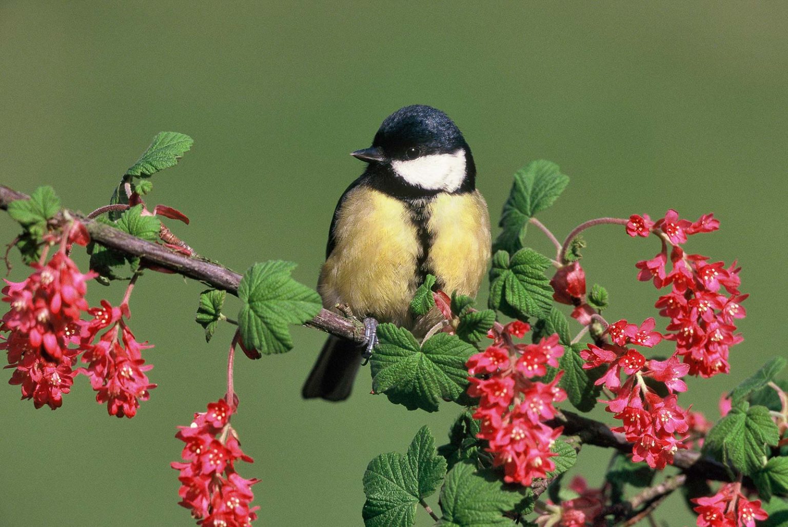 Mark Hamblin: From Amateur to Professional - Nature TTL