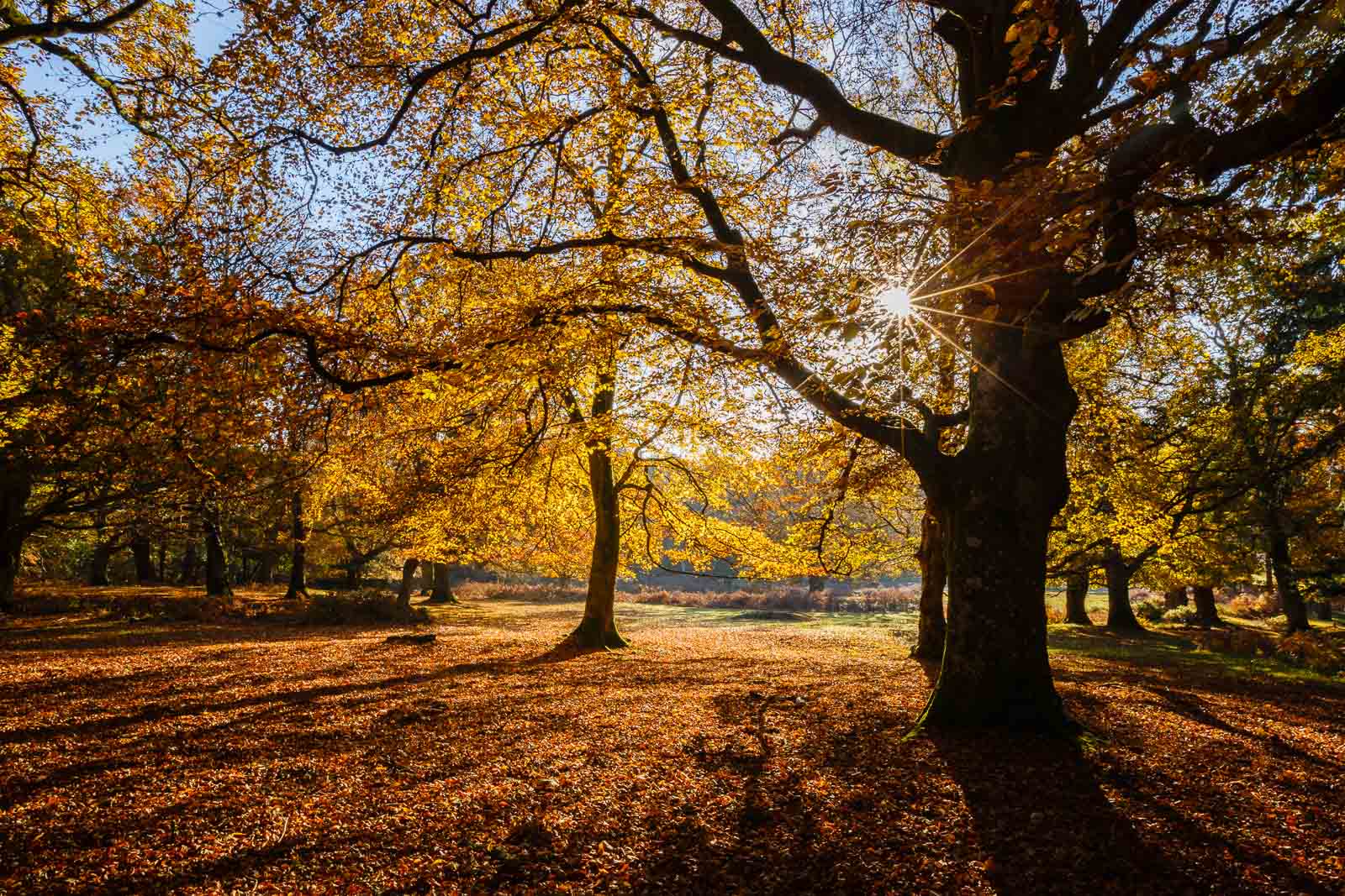 Complete Guide to Golden Hour Photography