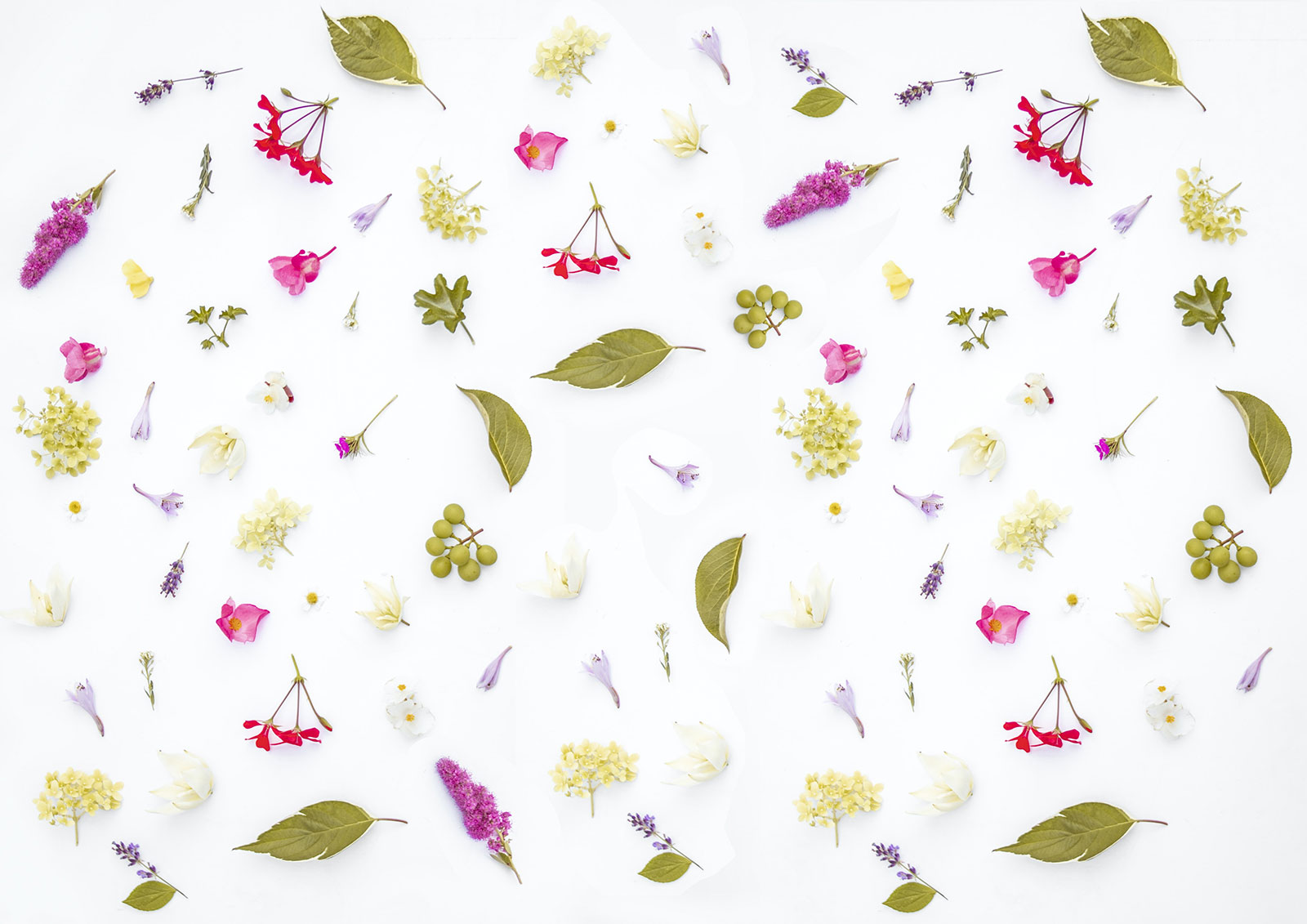 Weekly Photography Assignment: Petals and Leaves - Nature TTL